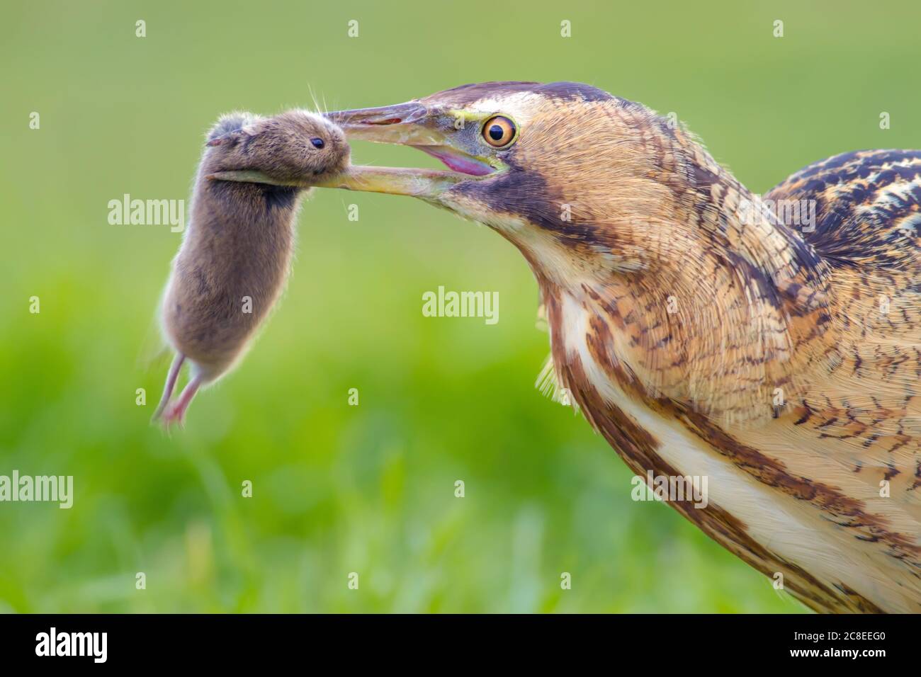 Bittern and its hunt. Green nature background. Bird: Eurasian Bittern ...