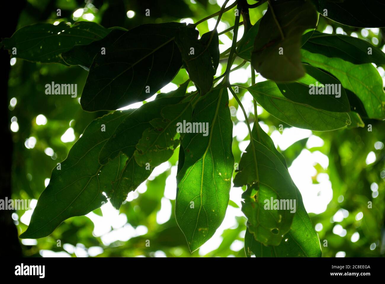 Avocado tree in Guatemala, Central America, green economy, export crop ...