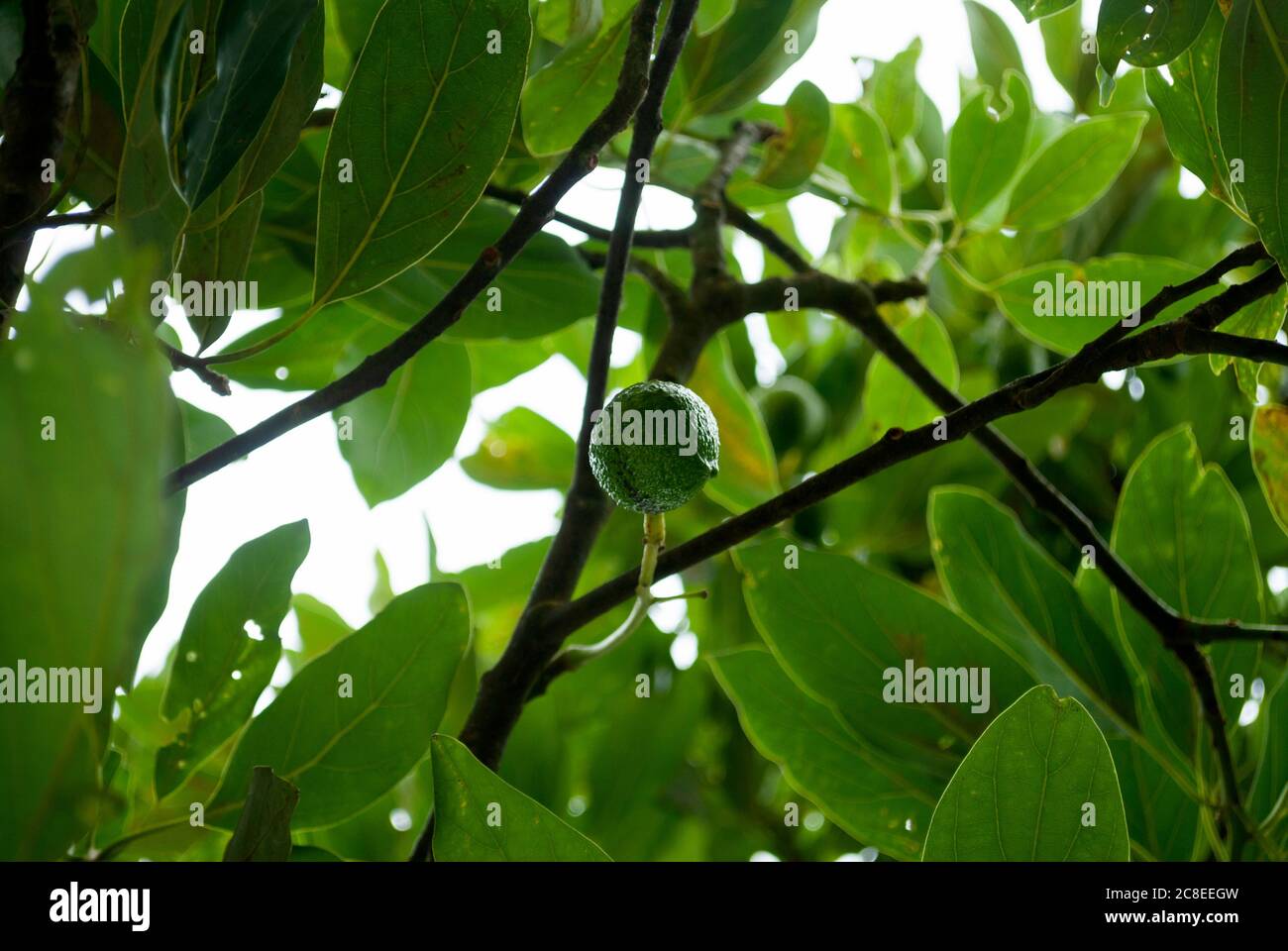 Avocado tree in Guatemala, Central America, green economy, export crop ...