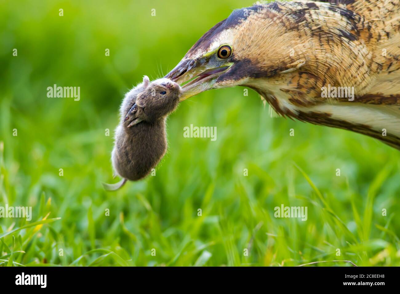 Bittern and its hunt. Green nature background. Bird: Eurasian Bittern ...