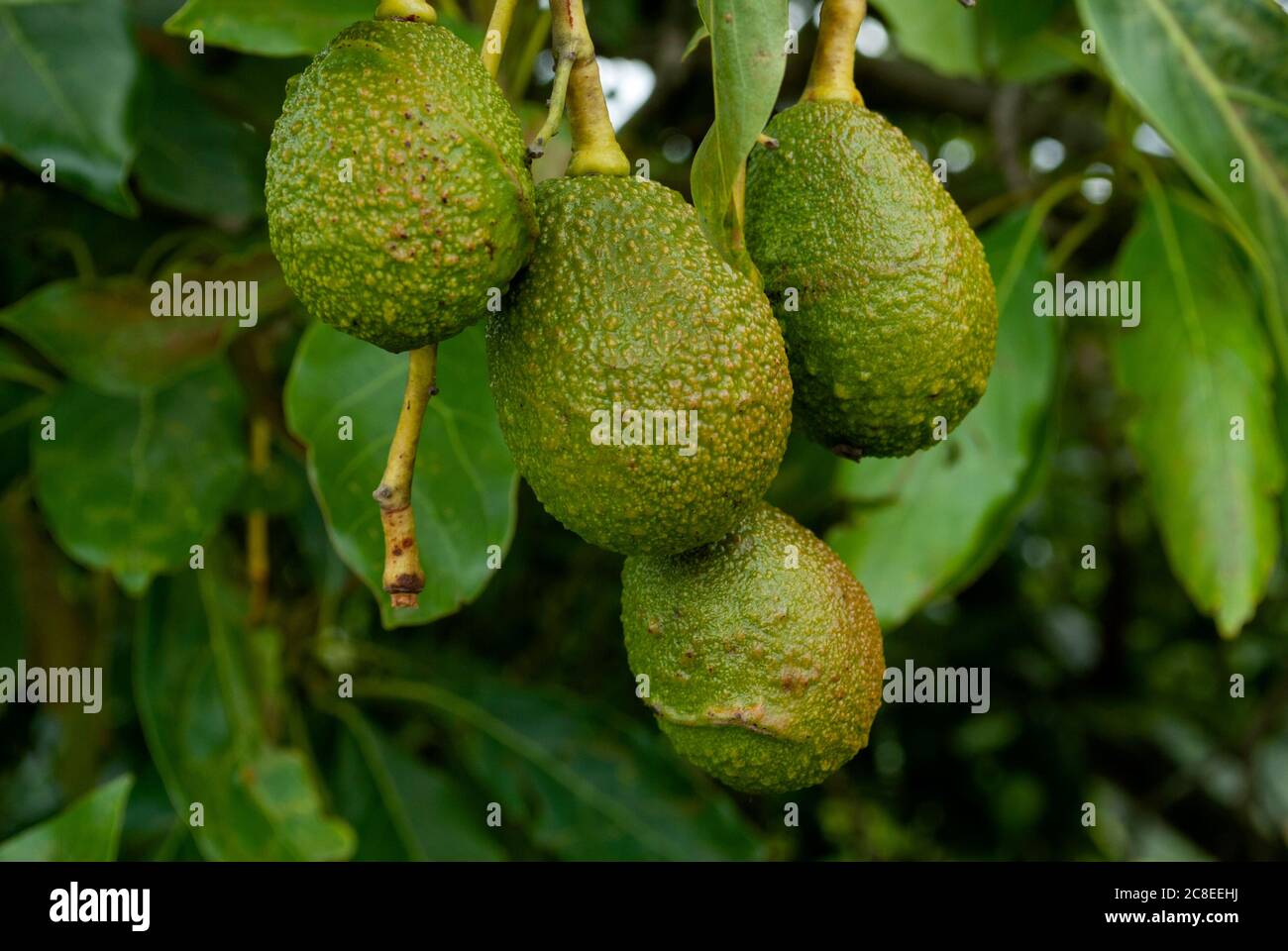 Avocado tree in Guatemala, Central America, green economy, export crop ...
