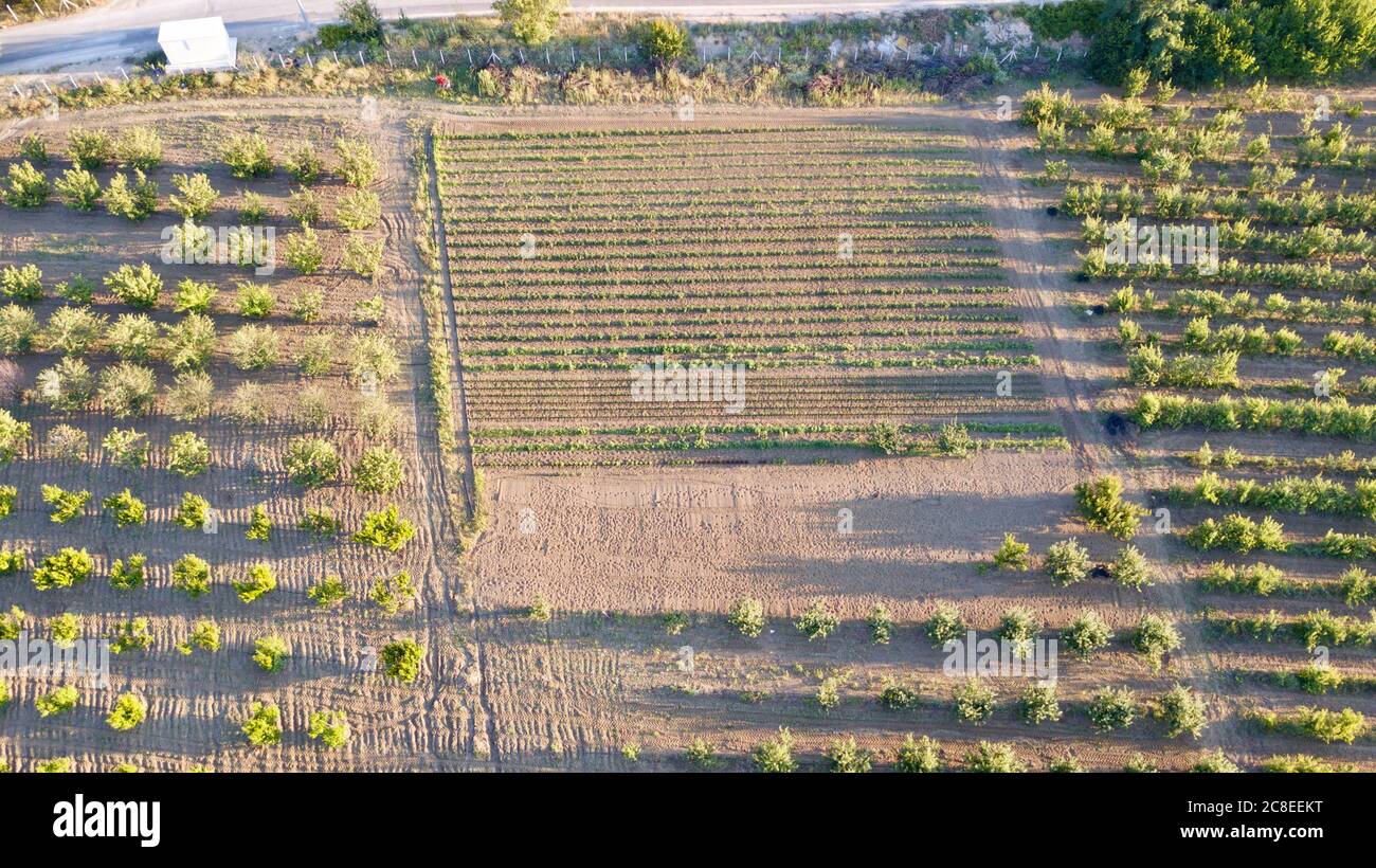 Aerial view of the fruit agriculture field at the sunset Stock Photo ...