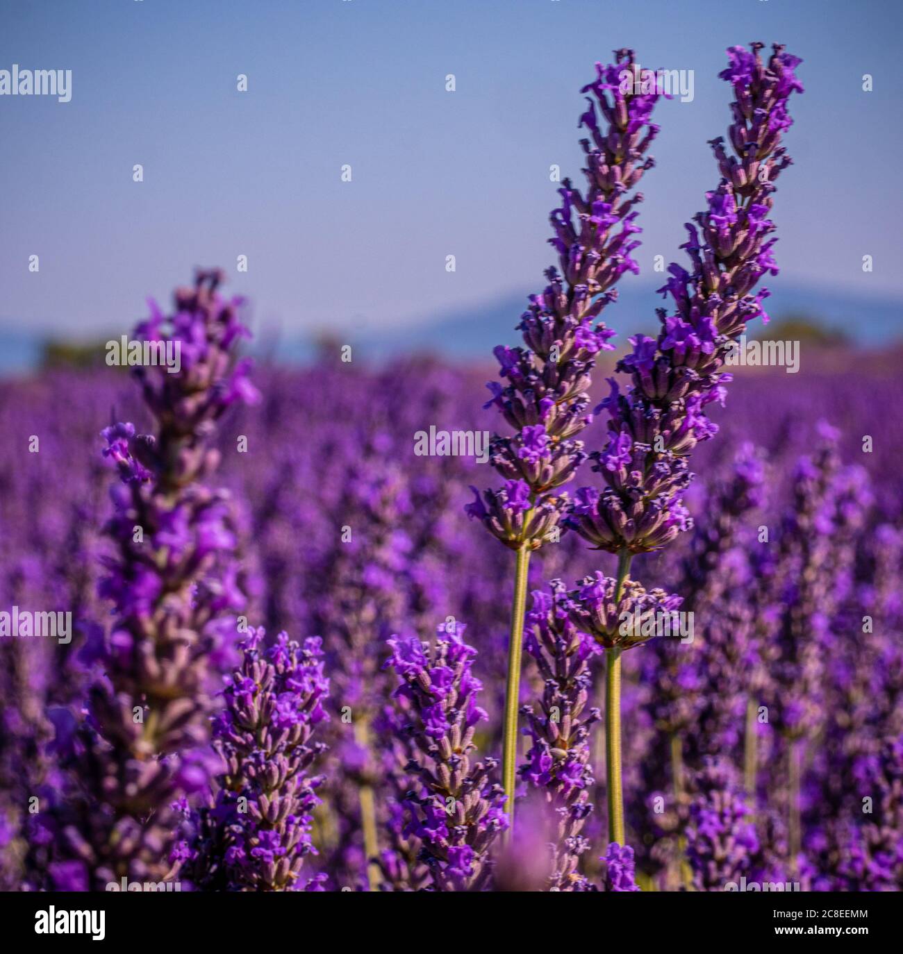The violet lavender fields of Valensole Provence in France Stock Photo ...