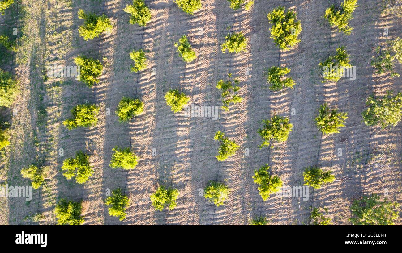 Aerial view of the fruit agriculture field at the sunset Stock Photo ...