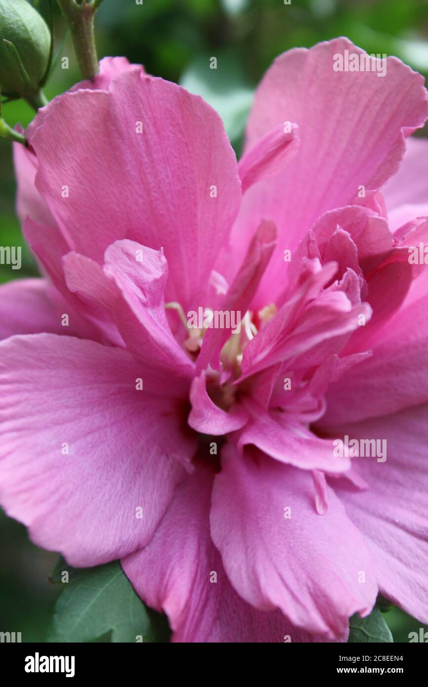 Summer pink Hibiscus, Rose of Sharon, Shrub Althea Hibiscus syriacus ...