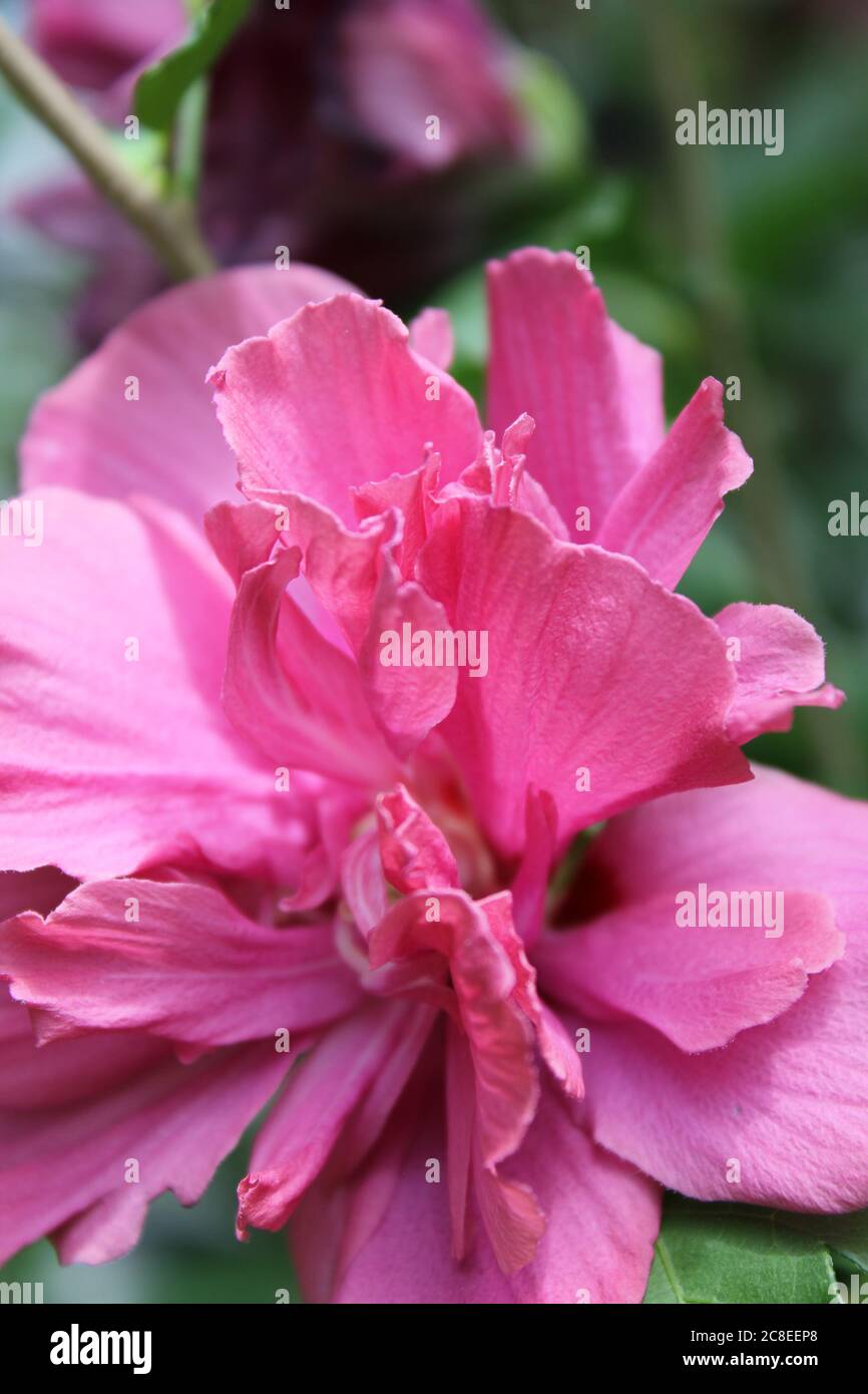 Rosa de sharon hibiscus syriacus hi-res stock photography and images ...