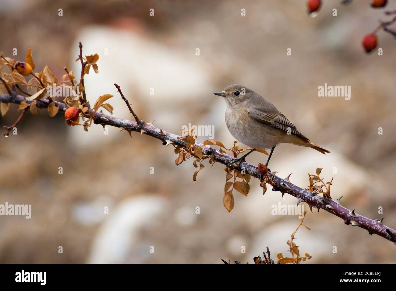 Cute little birds. Nature background Stock Photo - Alamy