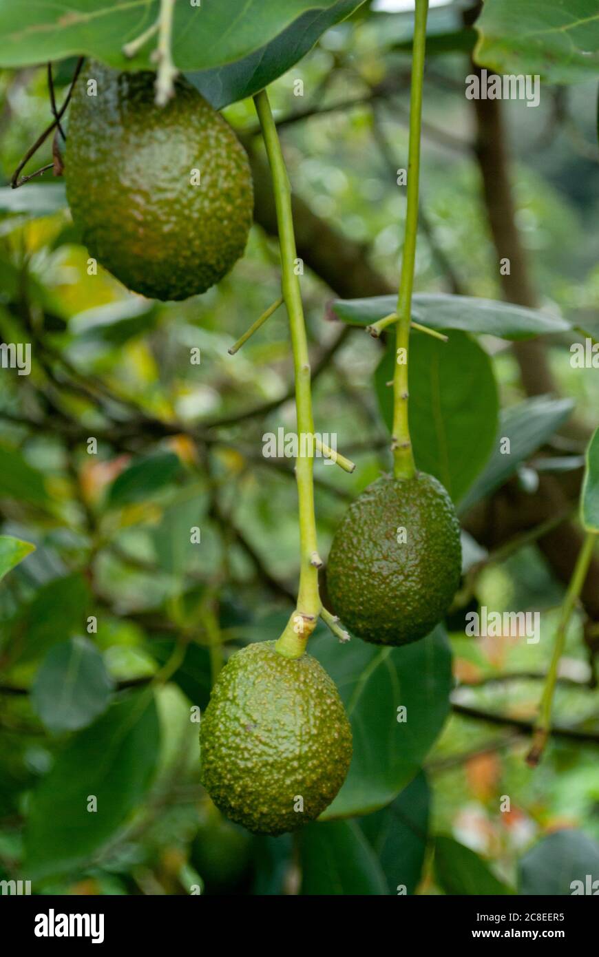 Avocado tree in Guatemala, Central America, green economy, export crop ...