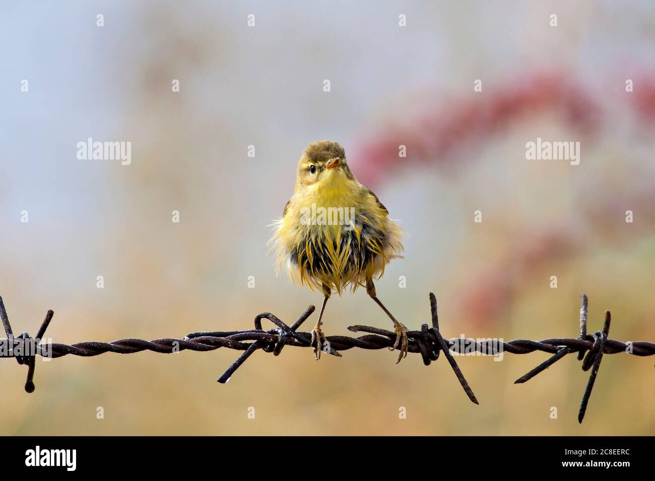 Cute little common birds. Nature background Stock Photo - Alamy