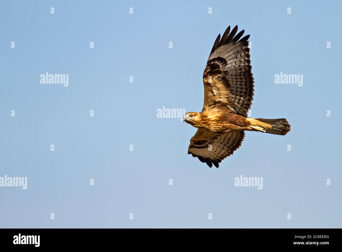 Bird of prey. Flying Buzzard. Blue sky background. Bird: Long legged ...
