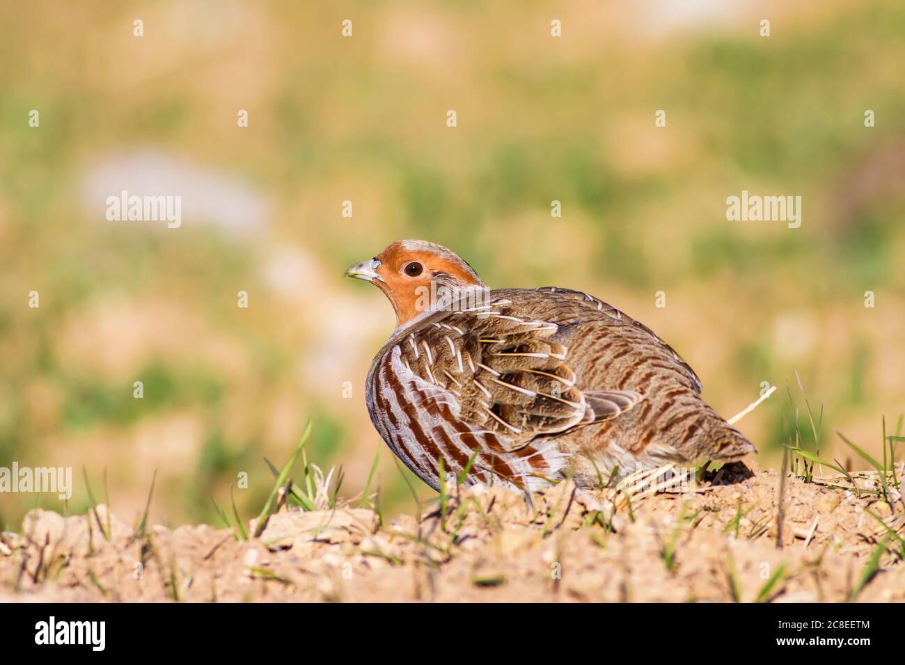 Brown partridge hi-res stock photography and images - Alamy