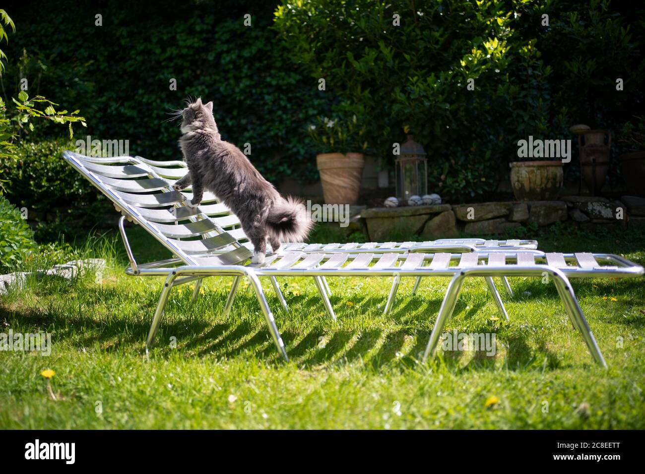curious maine coon cat standing on deck chair outdoors in the back yard ...