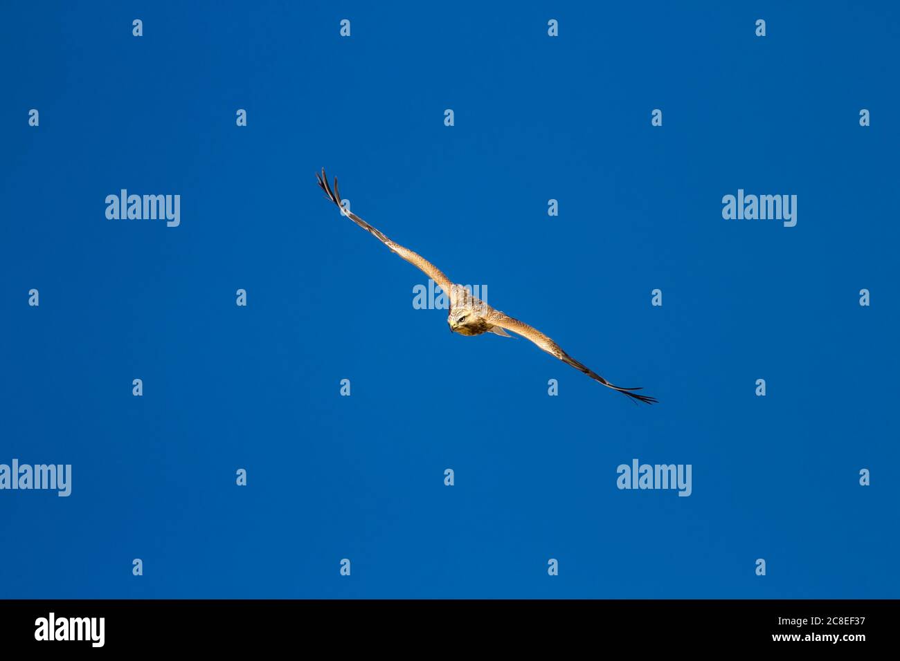 Bird of prey. Flying Buzzard. Blue sky background. Bird: Long legged ...