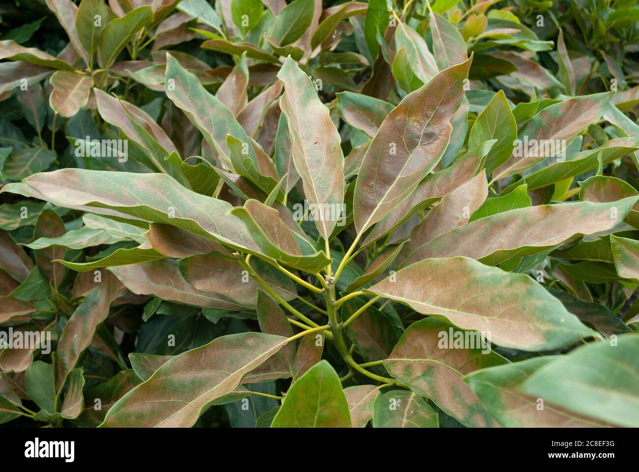 Avocado tree in Guatemala, Central America, green economy, export crop ...