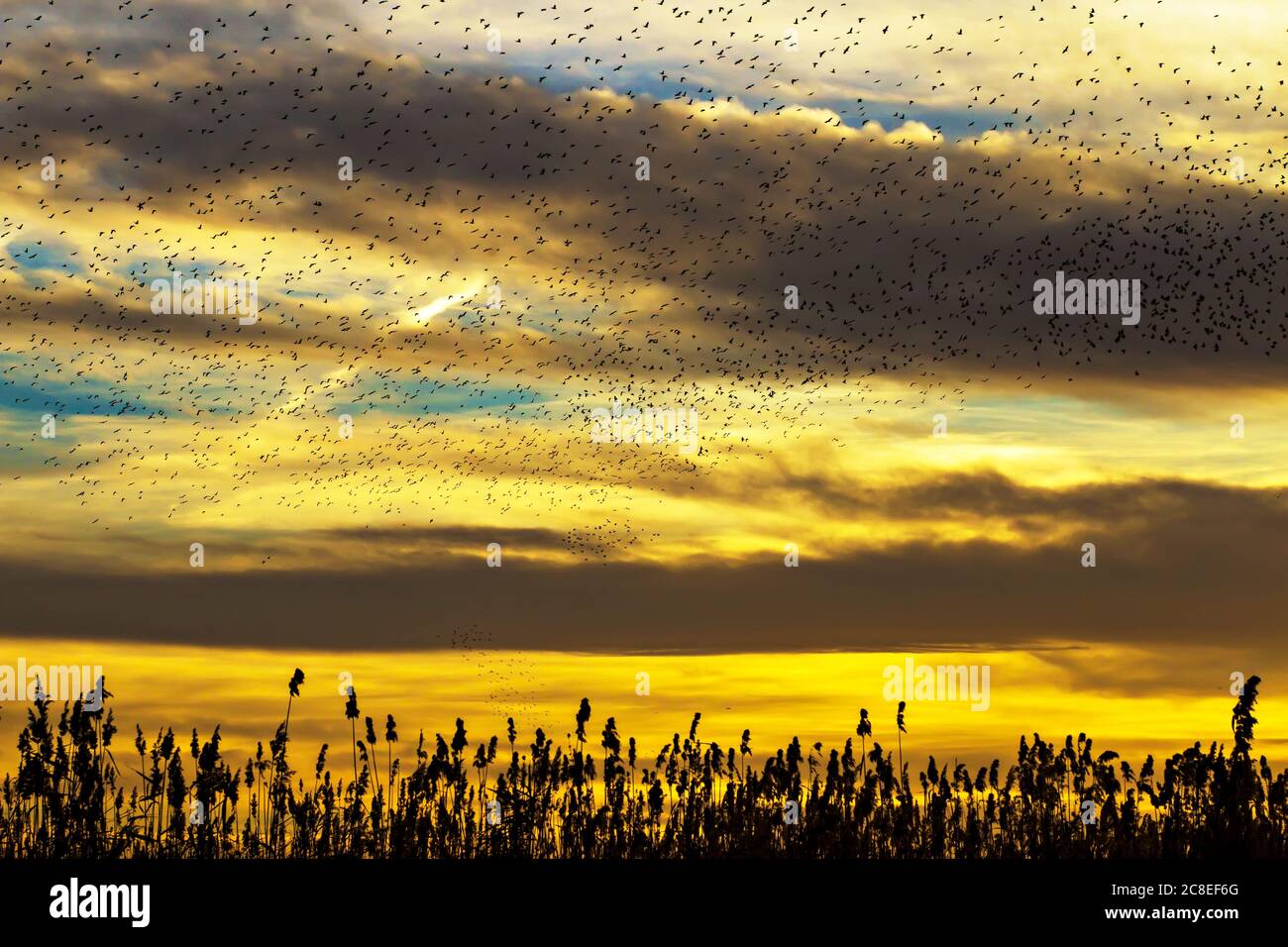 Sunset and nature. Flying birds. Silhouette birds. Sunset nature ...