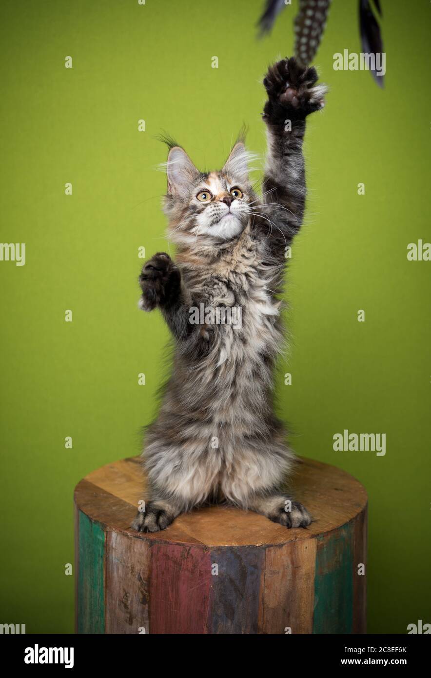 cute tabby maine coon kitten playing with feather toy moving up raising ...