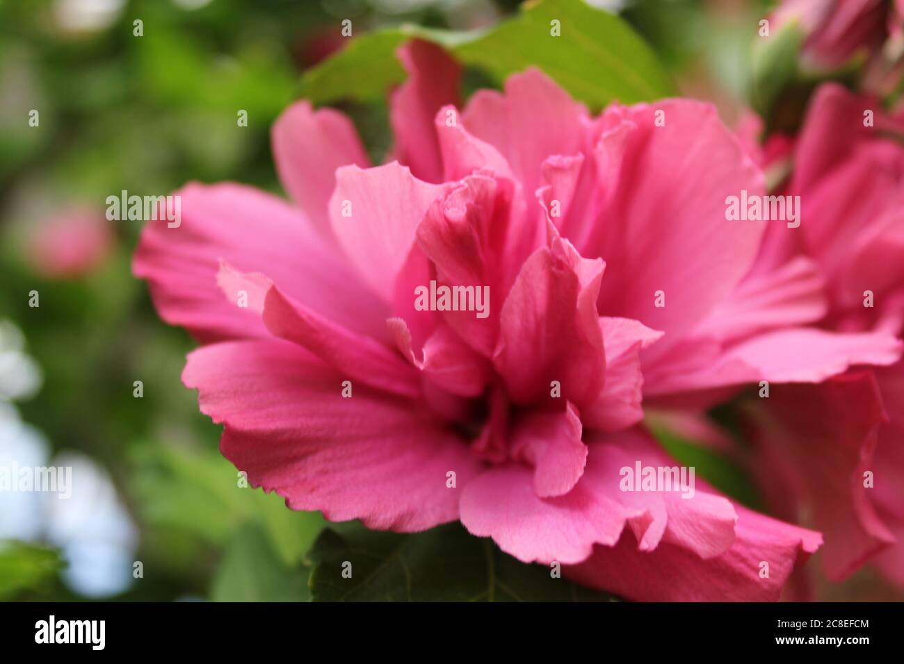 Summer Pink Hibiscus Rose Of Sharon Shrub Althea Hibiscus Syriacus