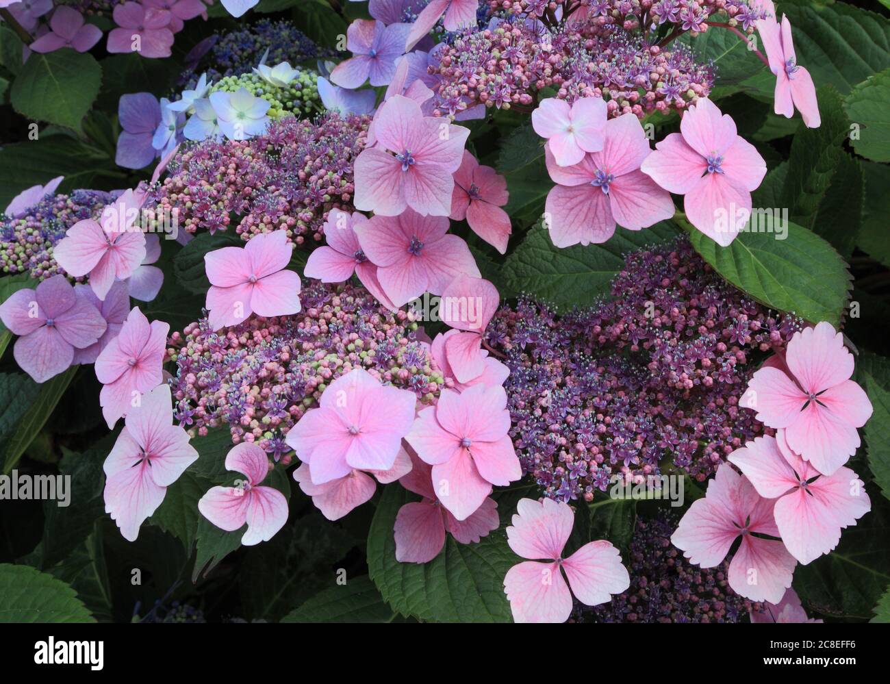Hydrangea macrophylla 'Blue Wave', Hydrangea maresii 'perfecta ...