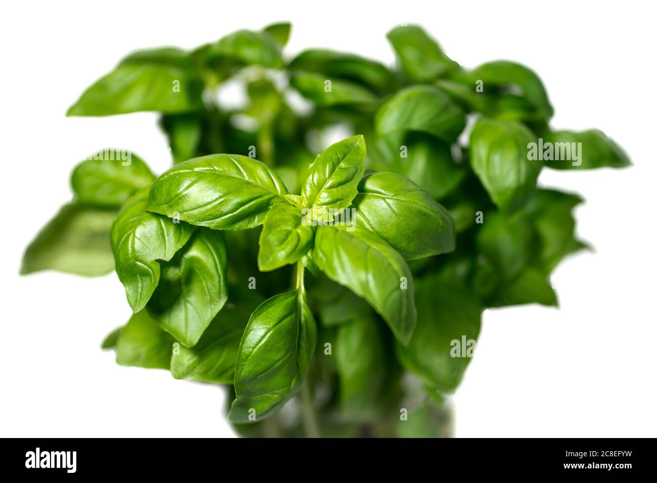 A bunch of basil on a white background Stock Photo - Alamy