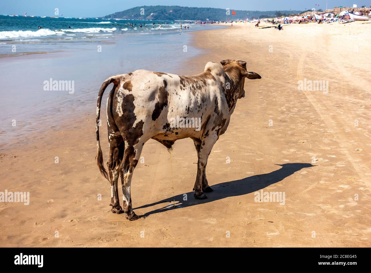 CALANGUTE, GOA, INDIA JANUARY 2, 2019: Typical indian holy cow watches ...