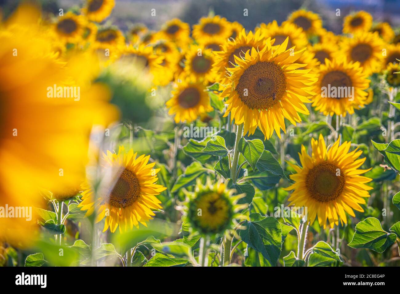 The sunflower fields in the Provence France Stock Photo - Alamy