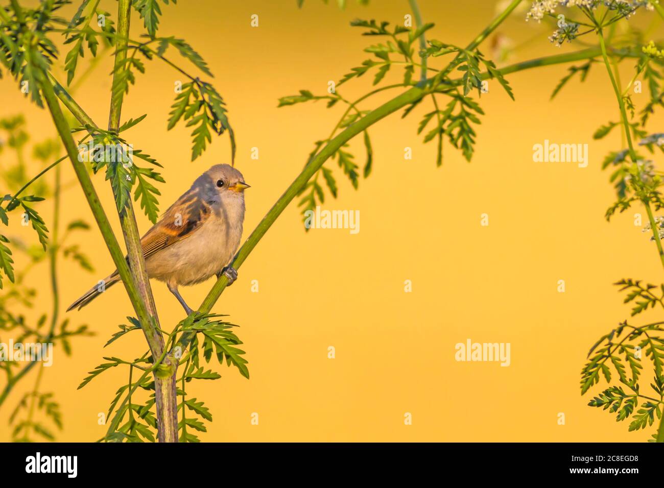 Cute bird. Bird on branch. Bird: Eurasian Penduline Tit. Remiz ...