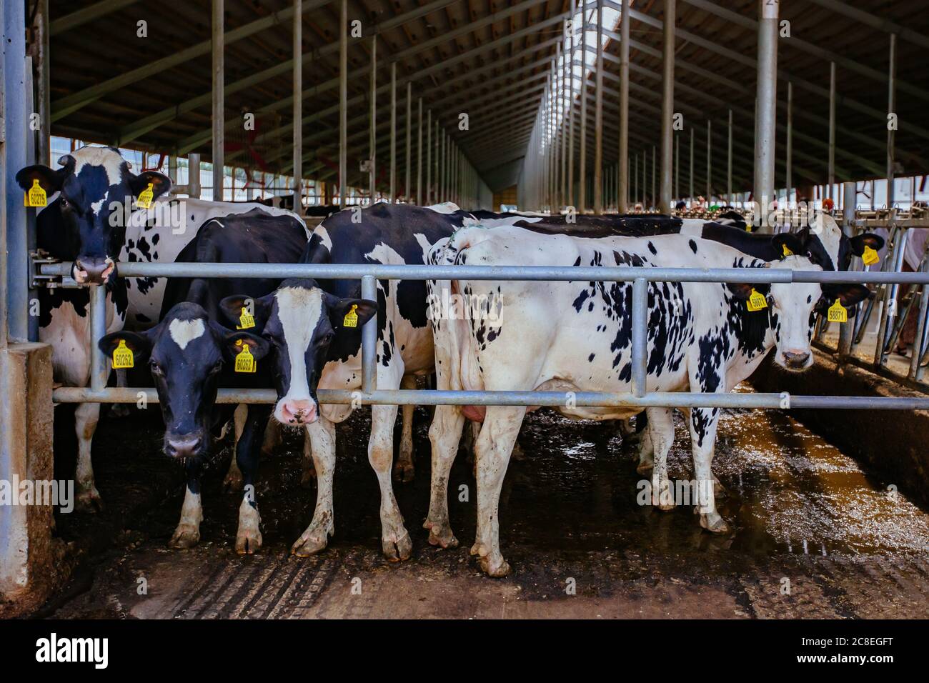 Cow stall hi-res stock photography and images - Alamy
