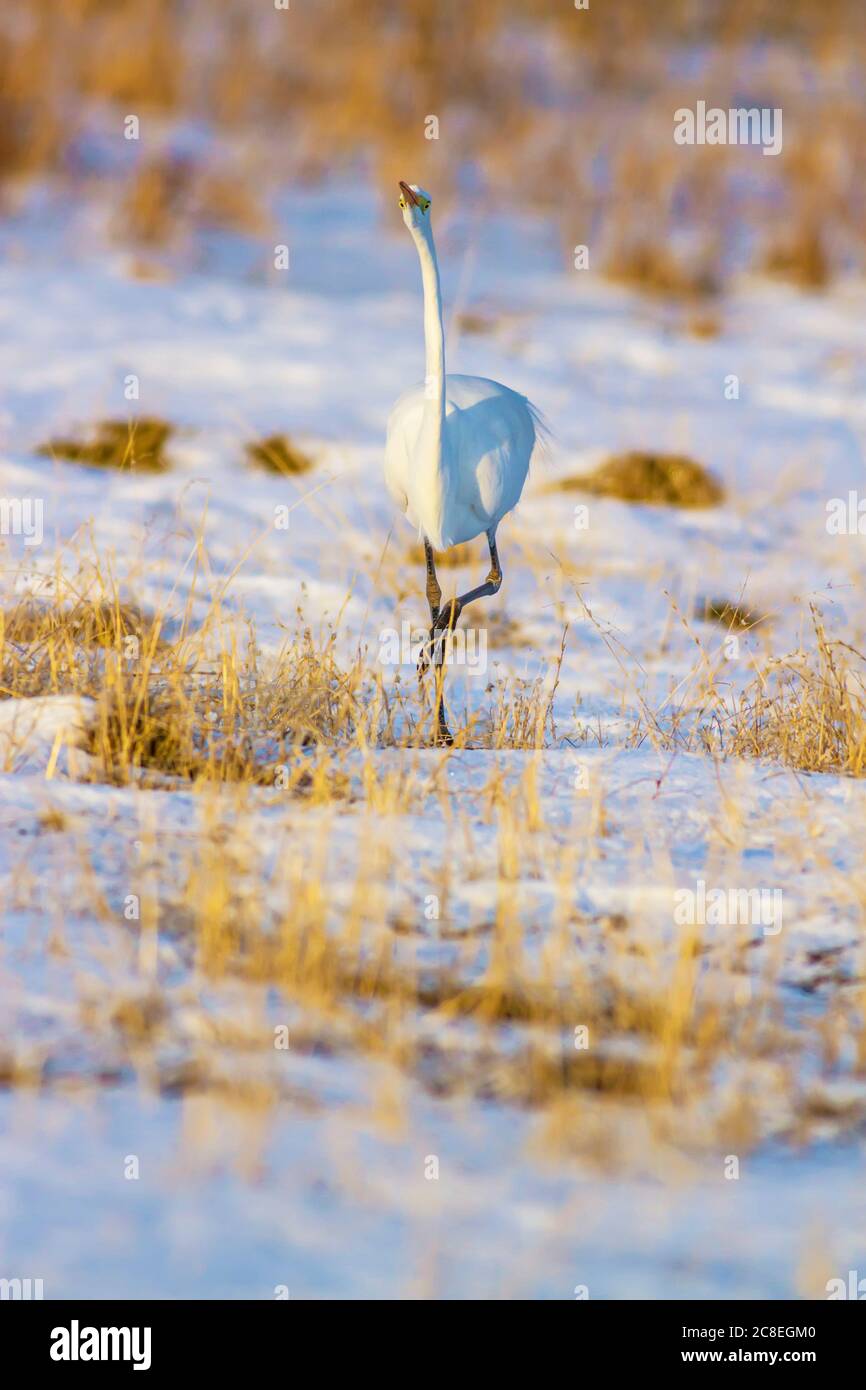 Hard winter weather and birds hi-res stock photography and images - Alamy