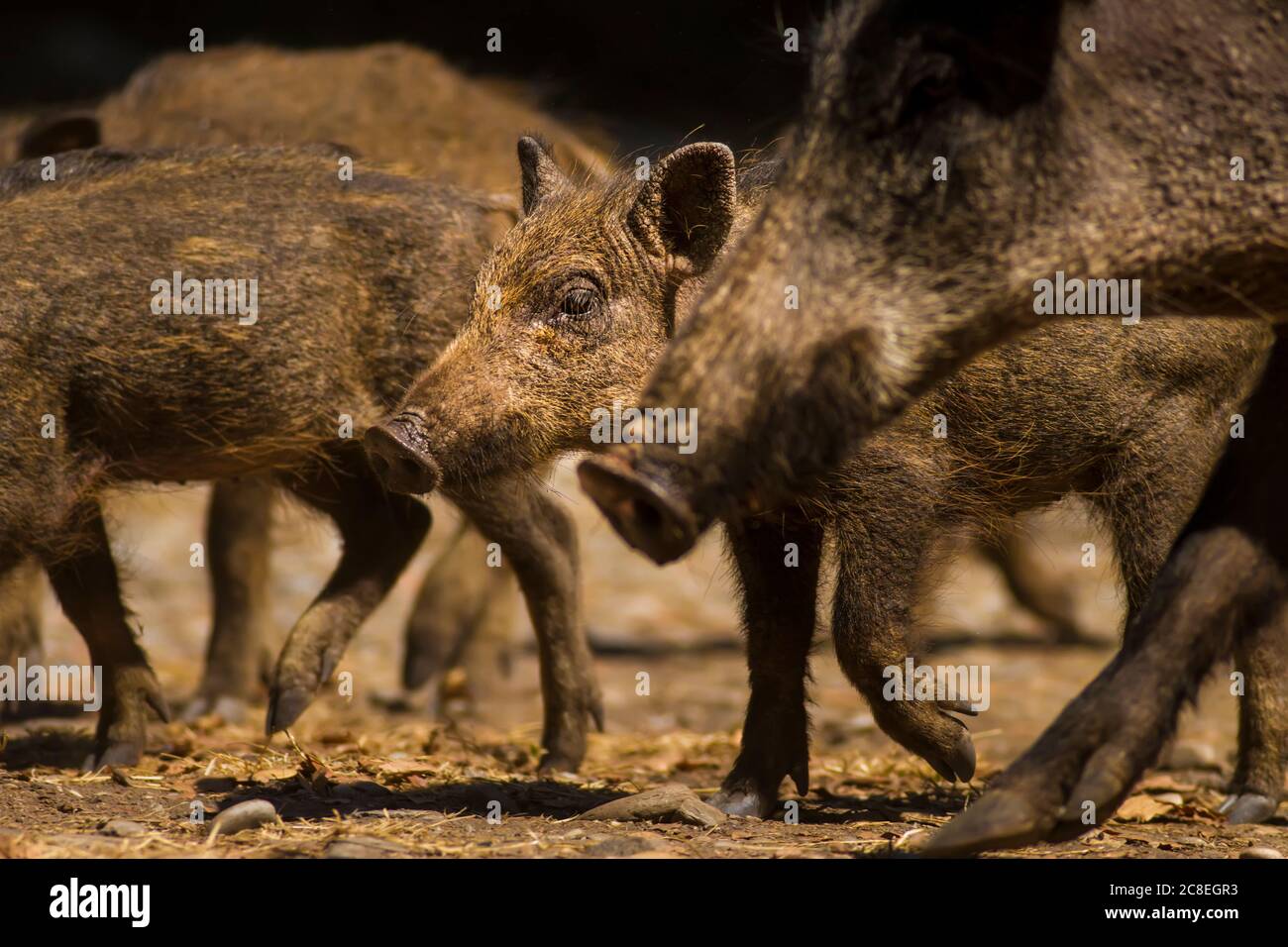 Wild boar. Nature background Stock Photo - Alamy