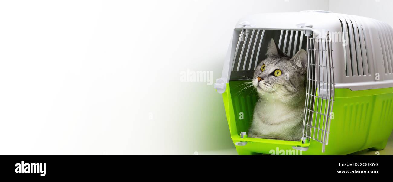 Cat inside opened pet cage looking to the right. Isolated on white ...