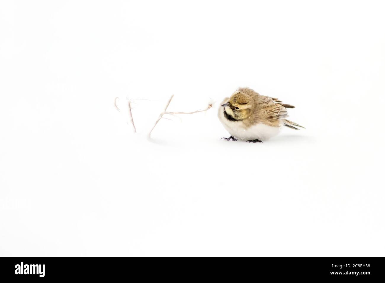 Winter and bird. Cute little bird Horned Lark. Winter scene. White snow ...