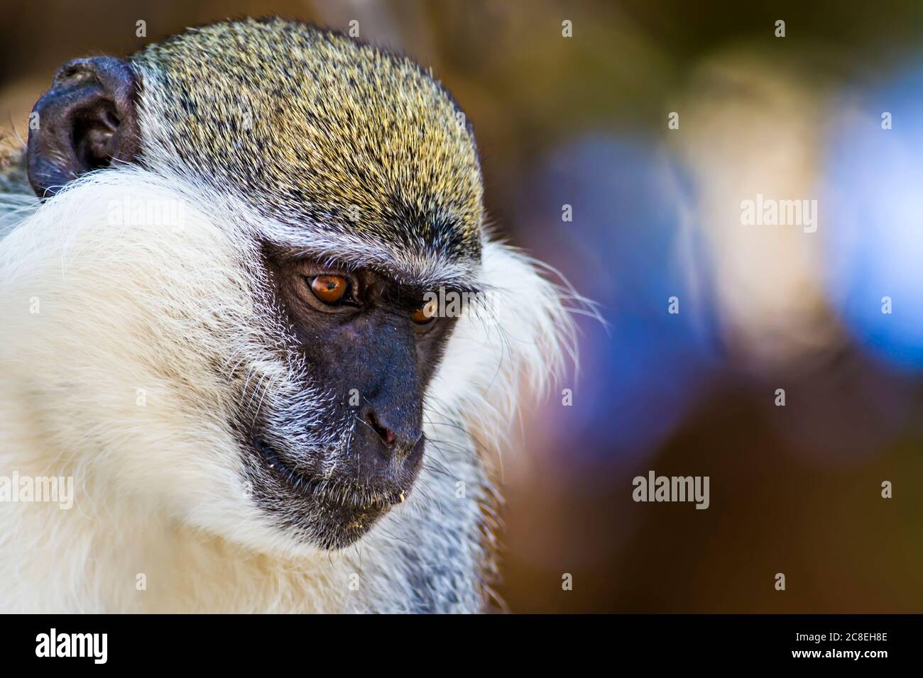 Cute vervet monkey. Blur background. Monkey portrait Stock Photo - Alamy