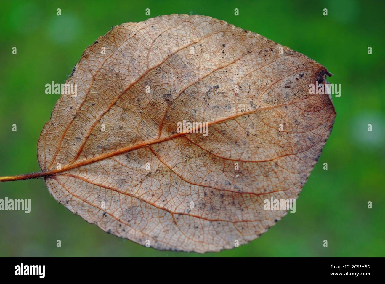 Close up big dry leaf with blur background Stock Photo - Alamy