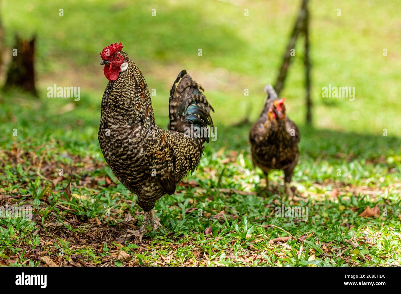 Free range chicken on a traditional poultry farm Stock Photo - Alamy