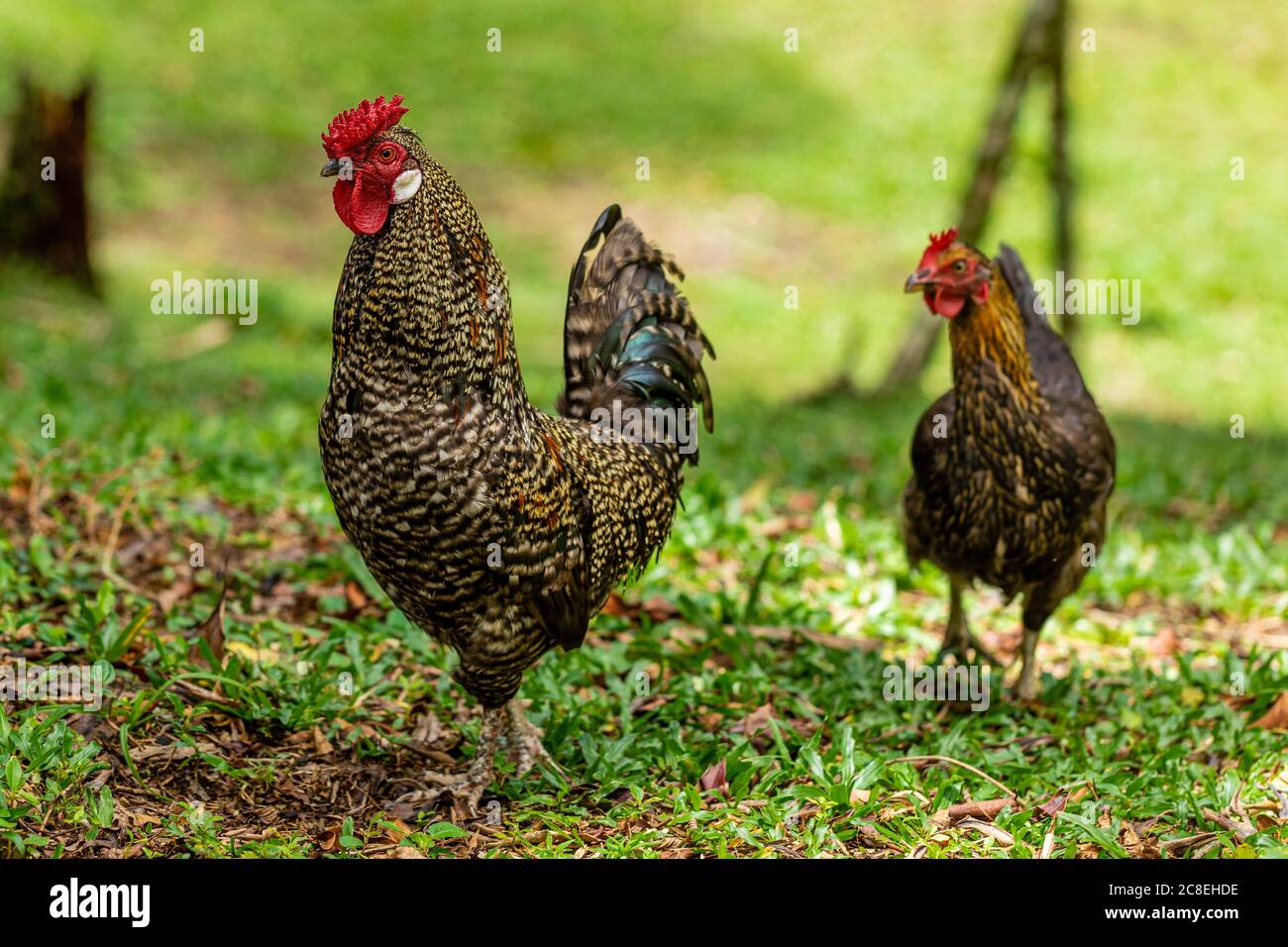 Free range chicken on a traditional poultry farm Stock Photo - Alamy