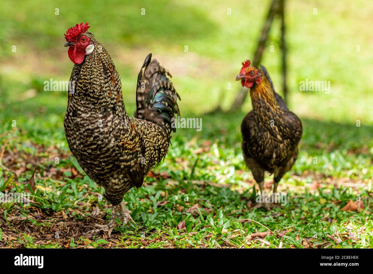 Free range chicken on a traditional poultry farm Stock Photo - Alamy