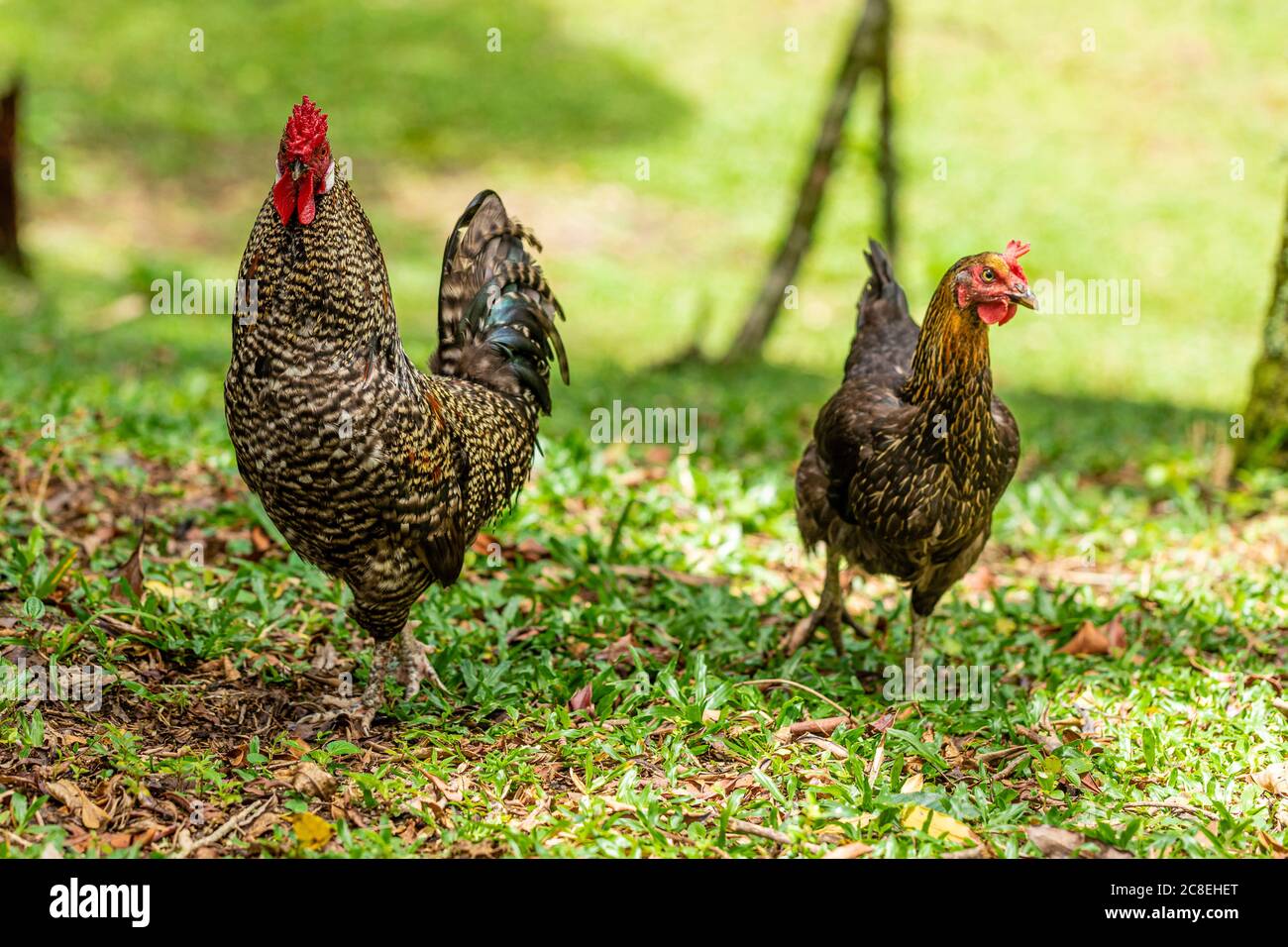 Free range chicken on a traditional poultry farm Stock Photo - Alamy