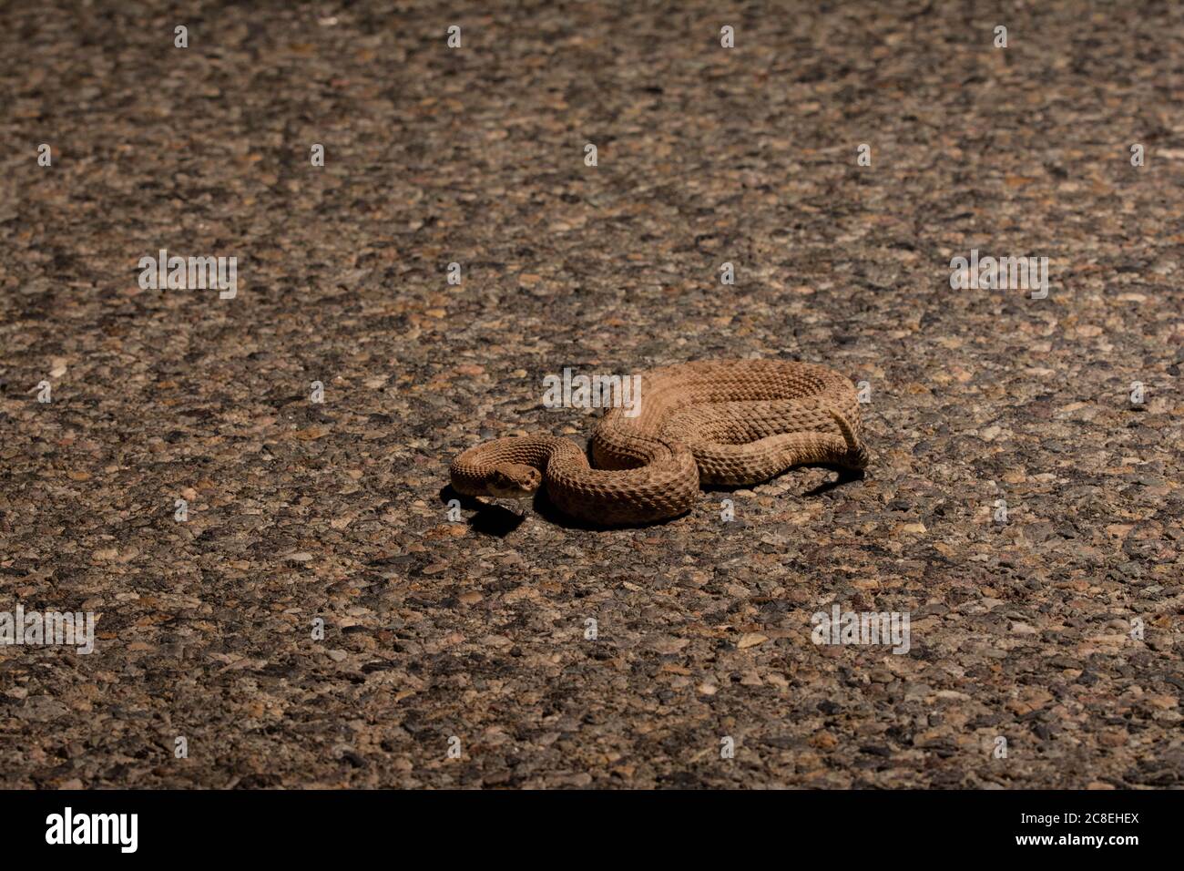 Midget Faded Rattlesnake (Crotalus oreganus concolor) from Mesa County ...