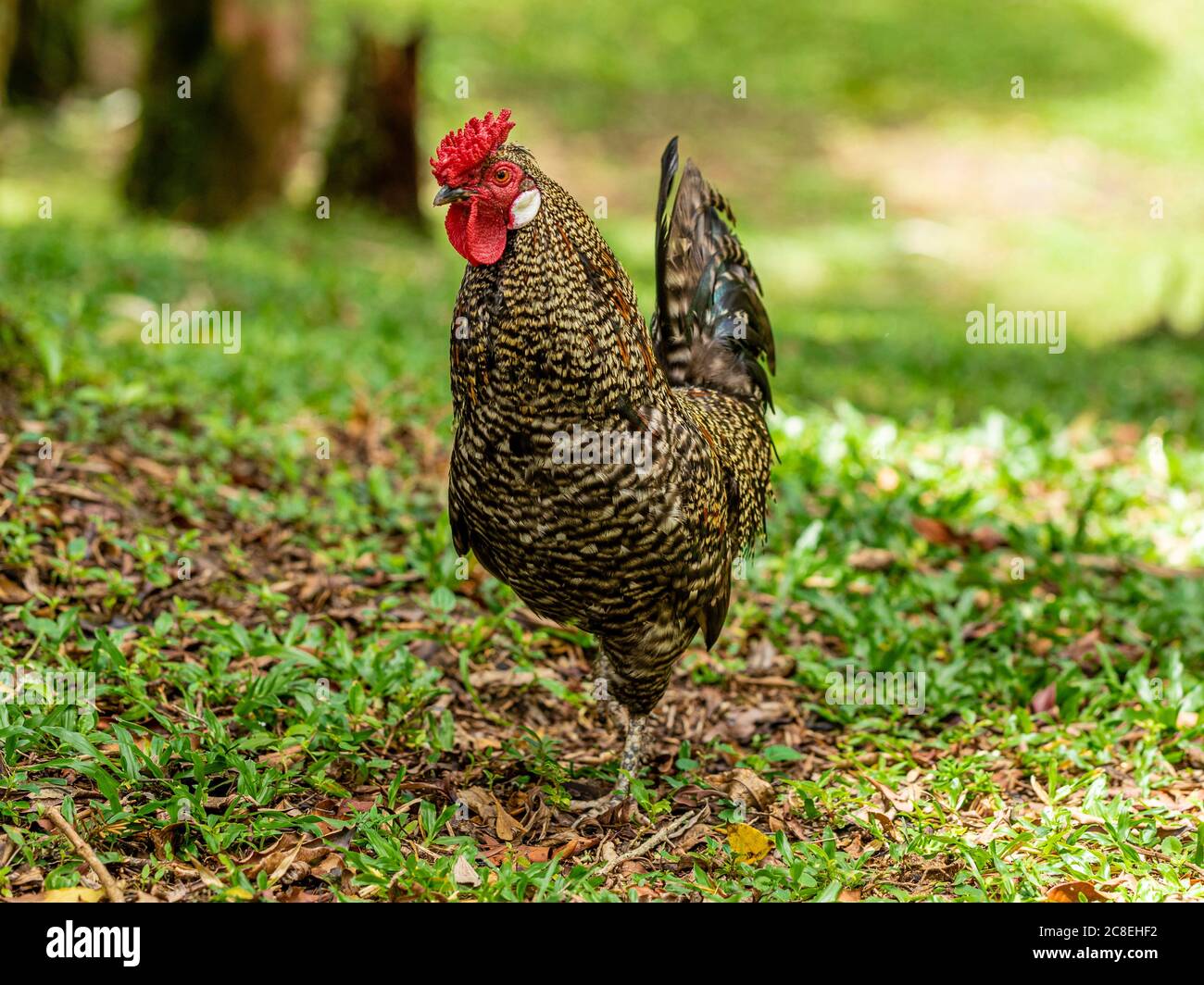 Free range chicken on a traditional poultry farm Stock Photo - Alamy