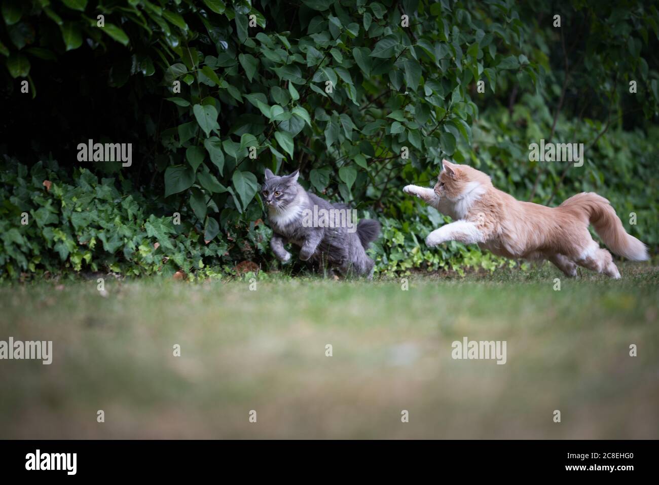 two cats running chasing each other in the garden. one cat is blue ...