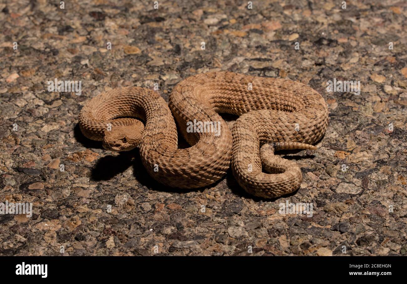 Midget Faded Rattlesnake (Crotalus oreganus concolor) from Mesa County ...