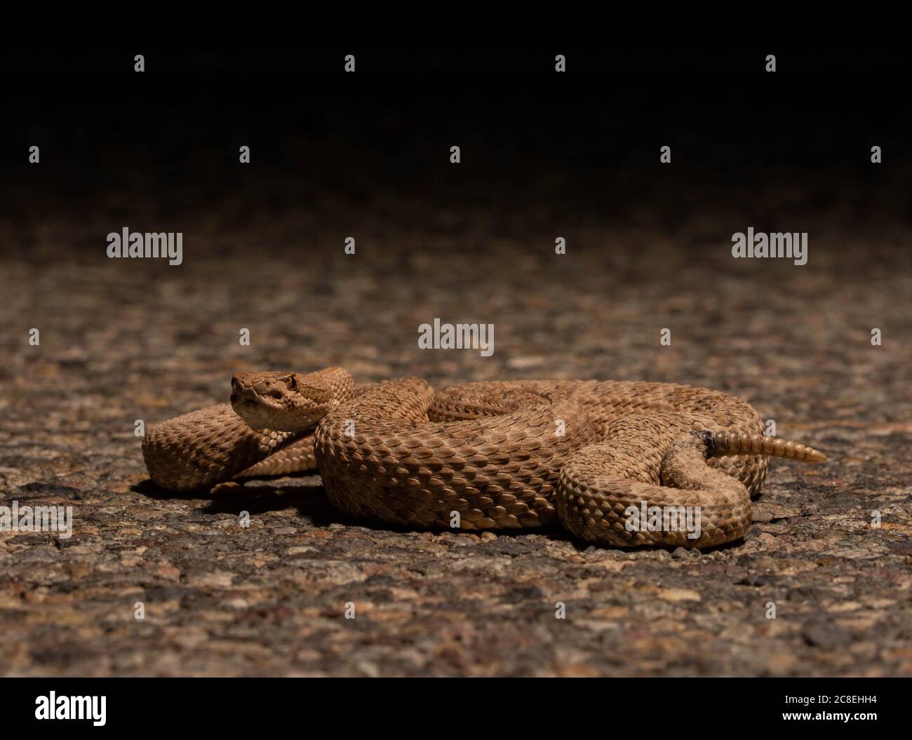 Midget Faded Rattlesnake (Crotalus oreganus concolor) from Mesa County ...