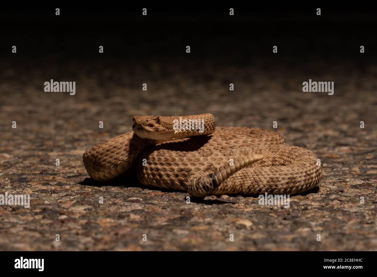 Midget Faded Rattlesnake (Crotalus oreganus concolor) from Mesa County ...