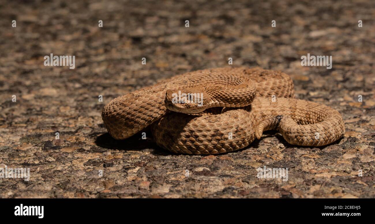 Midget Faded Rattlesnake (Crotalus oreganus concolor) from Mesa County ...