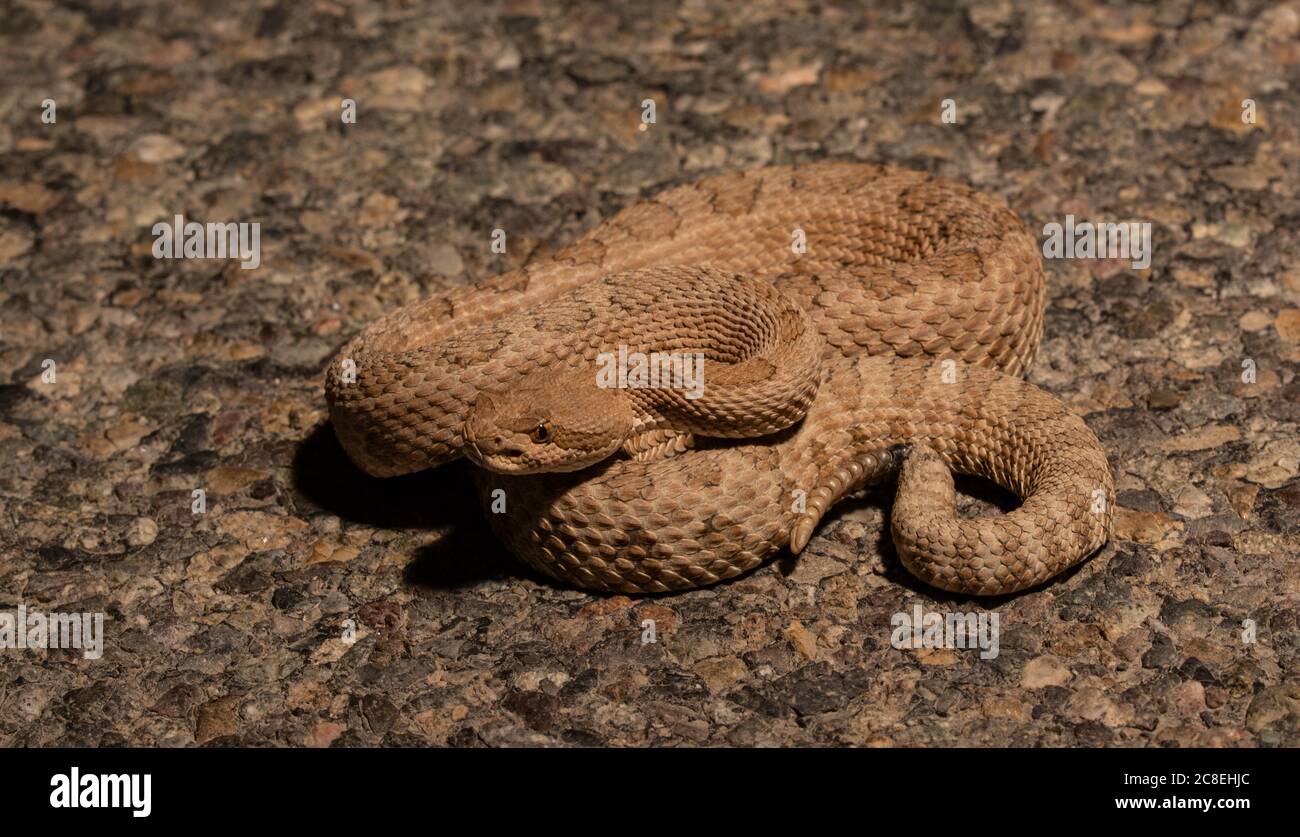 Midget Faded Rattlesnake (Crotalus oreganus concolor) from Mesa County ...