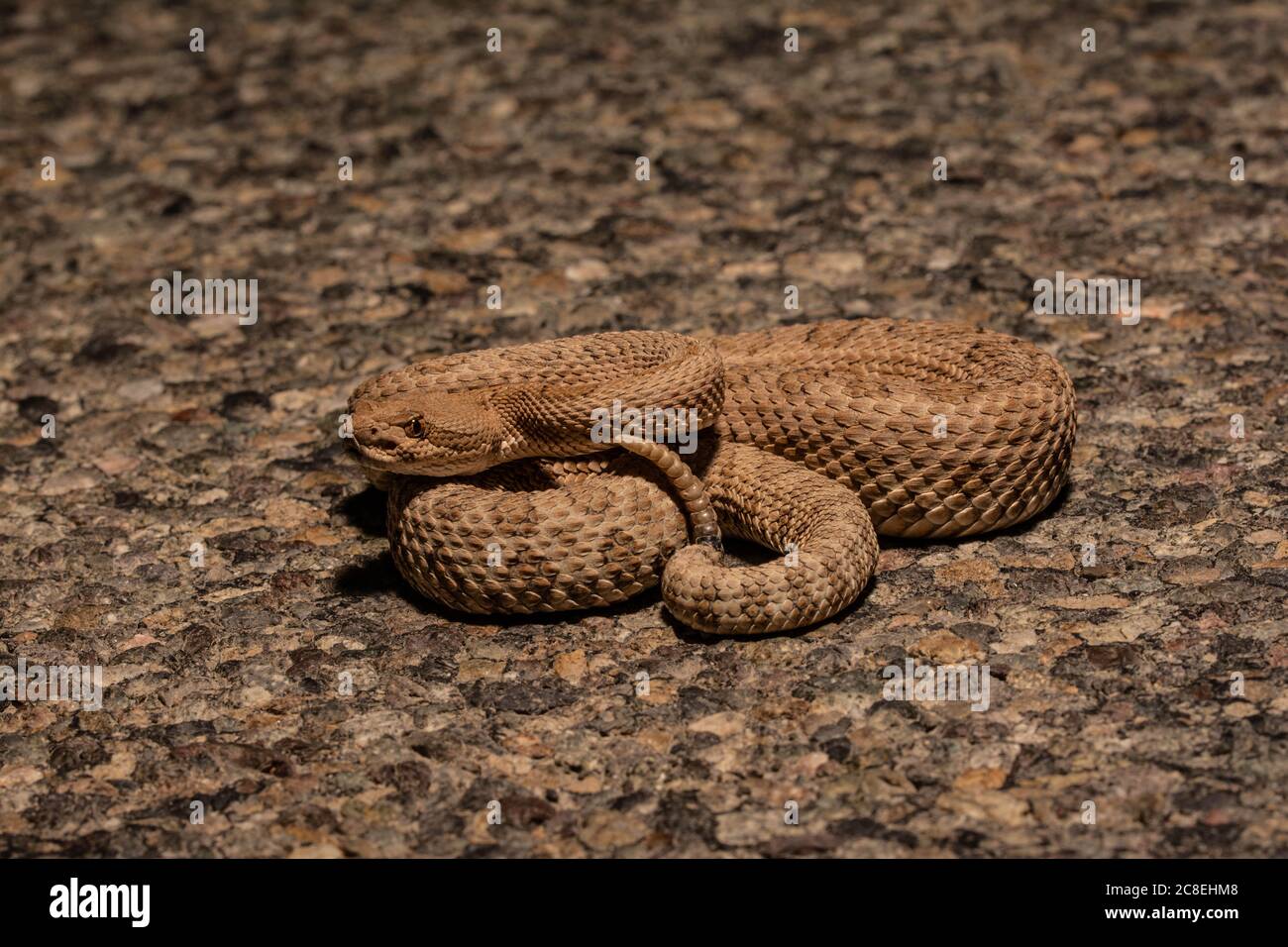 Midget Faded Rattlesnake (Crotalus oreganus concolor) from Mesa County ...