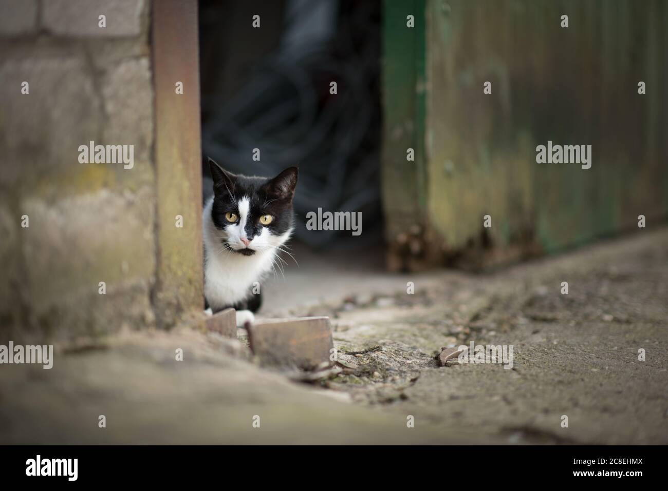 black and white cat hiding behind barn door on a farm Stock Photo - Alamy