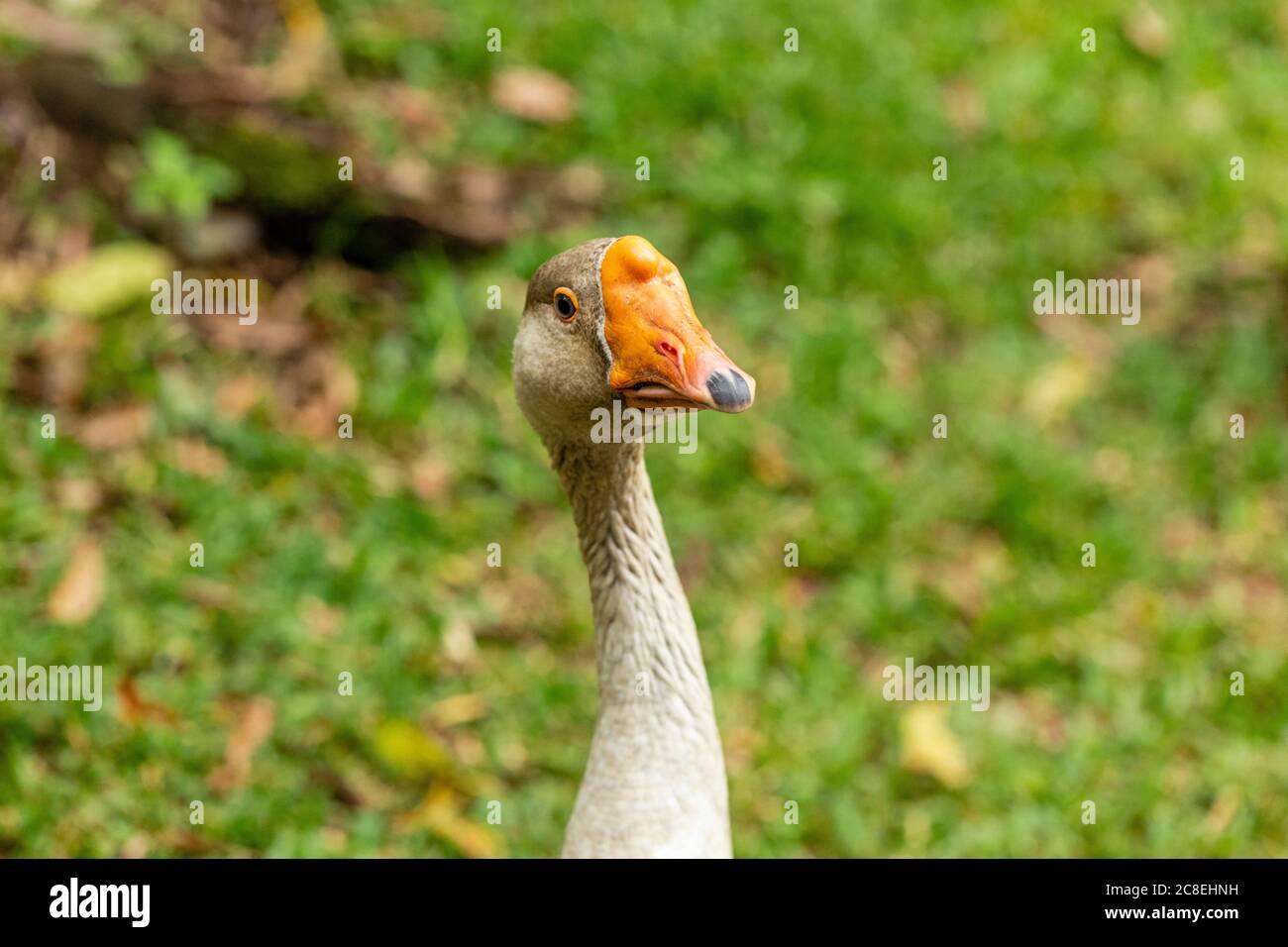 Grey goose on beach hi-res stock photography and images - Alamy