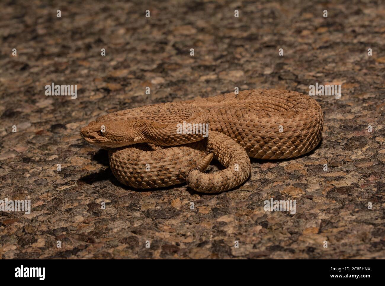 Midget Faded Rattlesnake (Crotalus oreganus concolor) from Mesa County ...