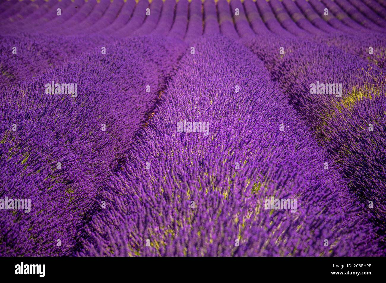 Purple Field Flower High Resolution Stock Photography and Images - Alamy